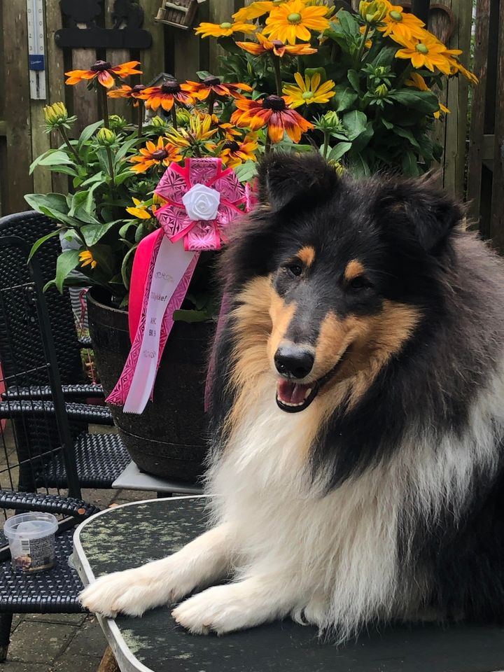 Sheltie fra Topperteam Collies og Shelties |collie nyheder| hvalpe nyt